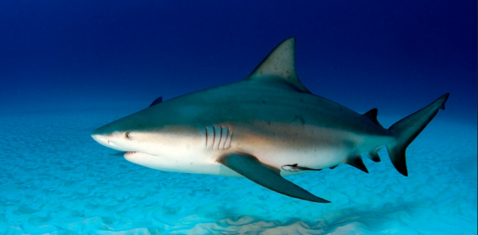 Top 10 Strongest Animals in the Sea | Digital Mode