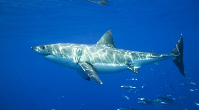 Top 10 Strongest Animals in the Sea | Digital Mode